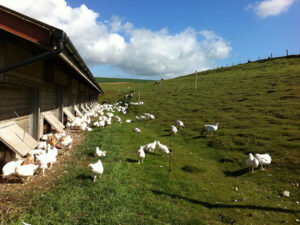 English Label Chicken (Label Anglais) - Forman & Field